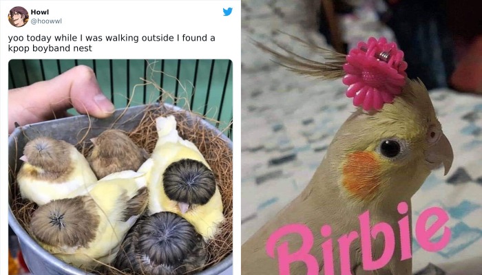10 Funny Bird Memes That Will Make You Laugh - Gluwee